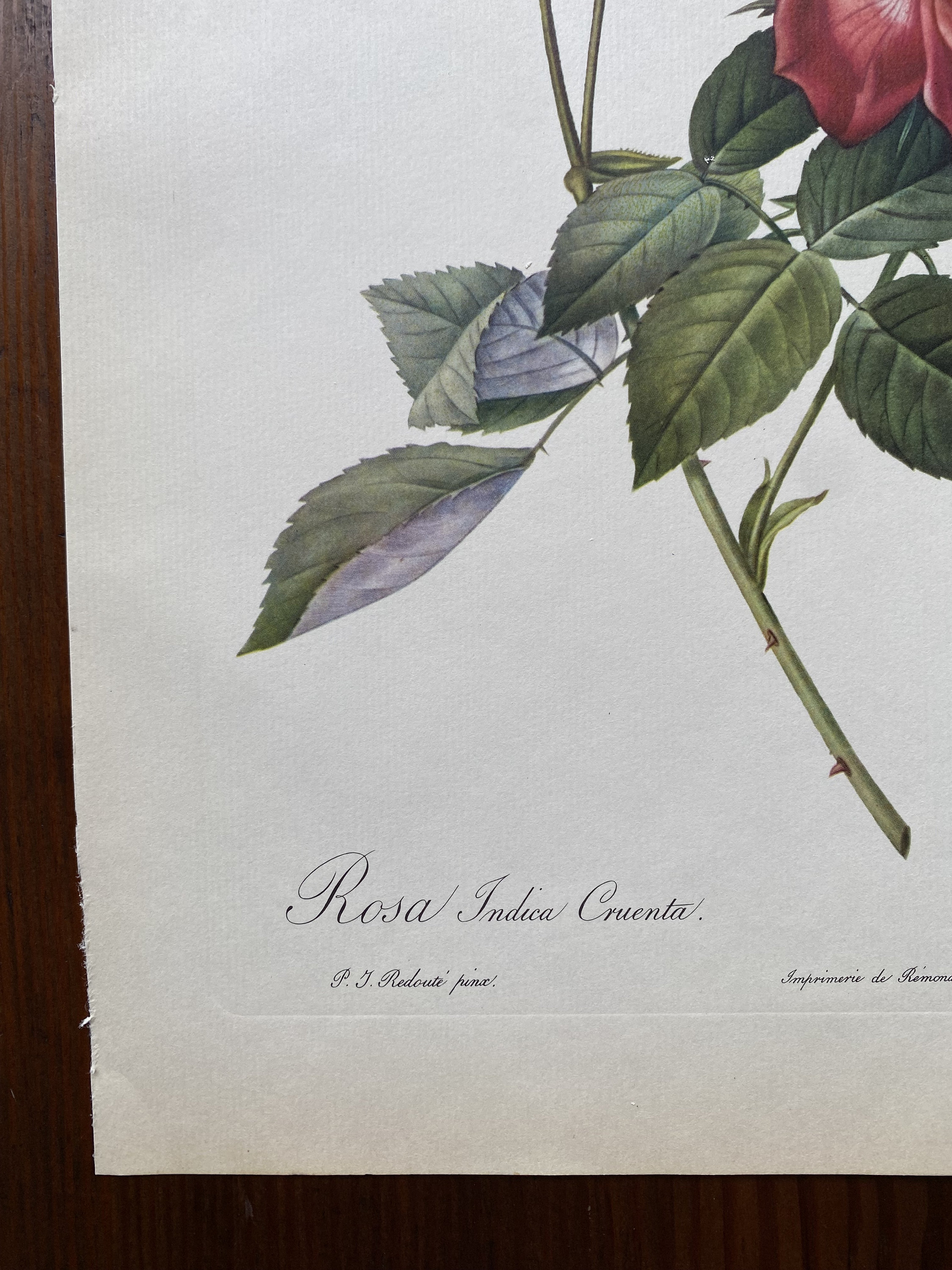 Vintage 1959 Pierre-joseph Redoute' Rose Botanical Print Bookplate From ...