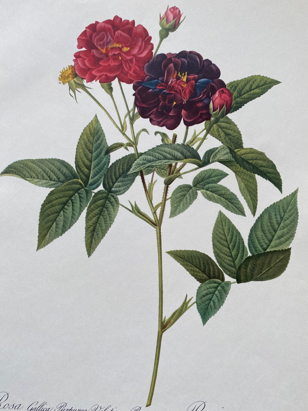 Vintage 1959 Pierre-joseph Redoute' Rose Botanical Print Bookplate From ...