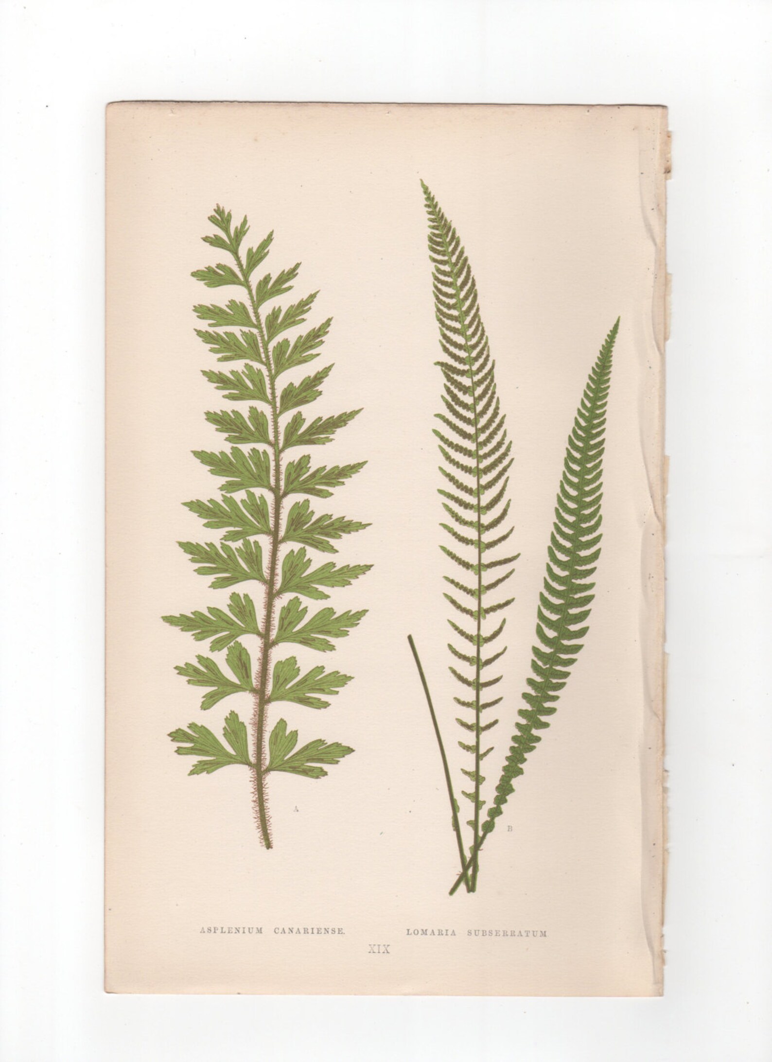 Antique Original Fern Print Plate Bookplate Botanical - Etsy