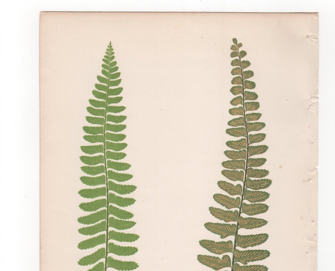 Antique Original Fern Print Plate Bookplate Botanical Lowe's Ferns 1856 ...