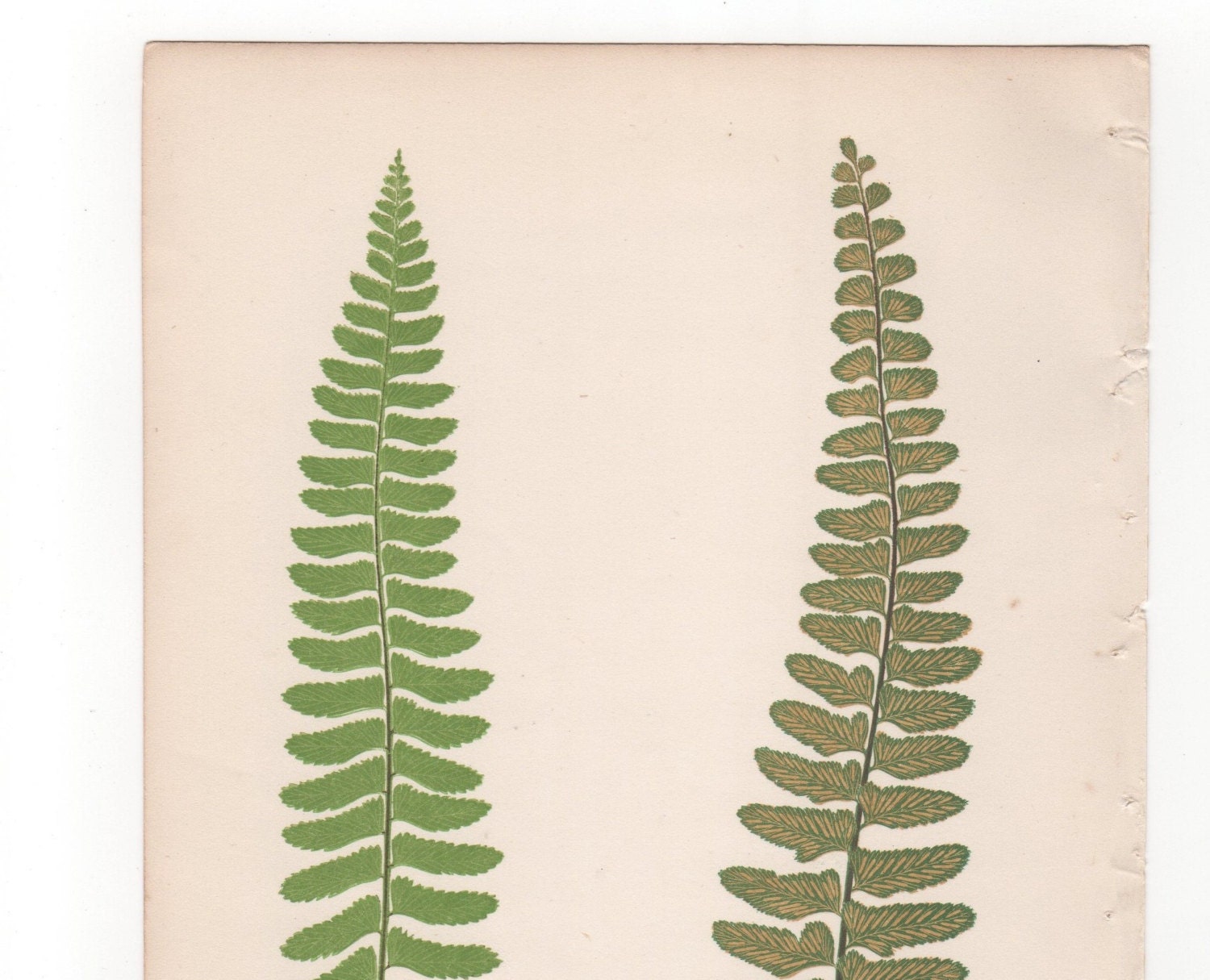 Antique Original Fern Print Plate Bookplate Botanical - Etsy