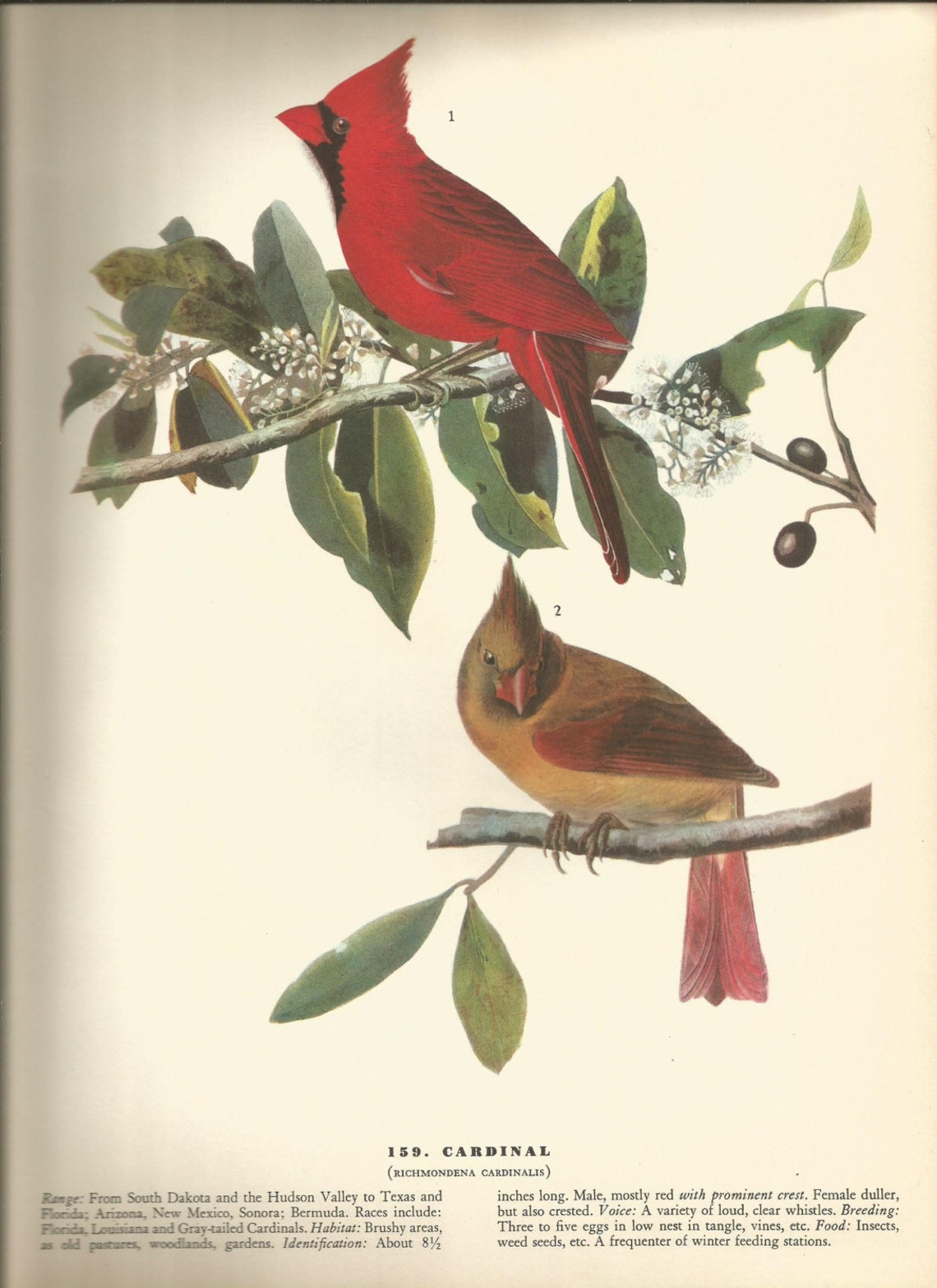 Cardinal Original Vintage 1941 John James Audubon Birds of - Etsy