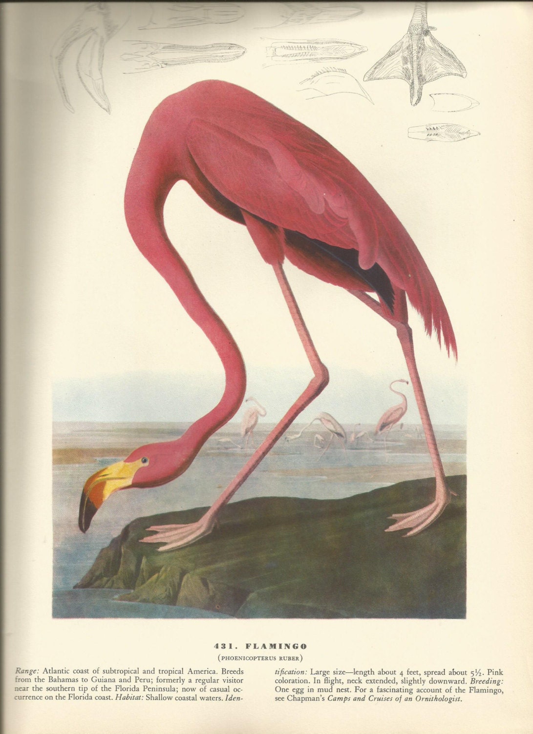 John James Audubon Birds