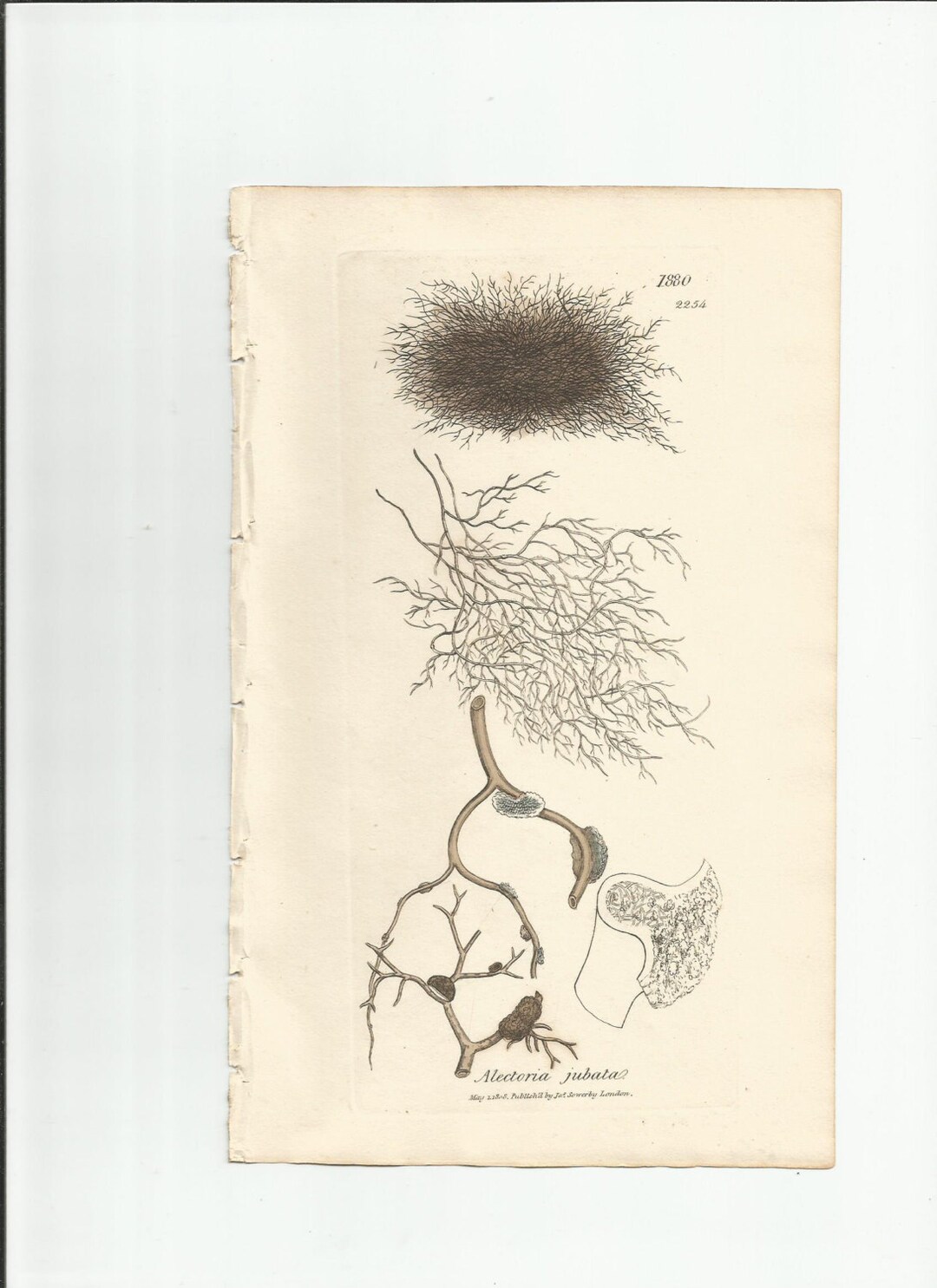 Antique Original 1844 James Sowerby Botanical Print Plate Bookplate ...