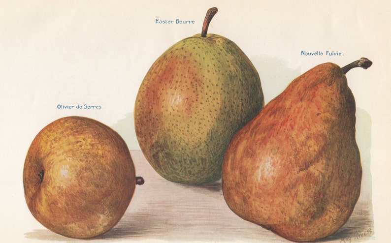 Vintage Fruit Print "pears" From 1924 the Fruit Grower's Guide 7" X 10 ...