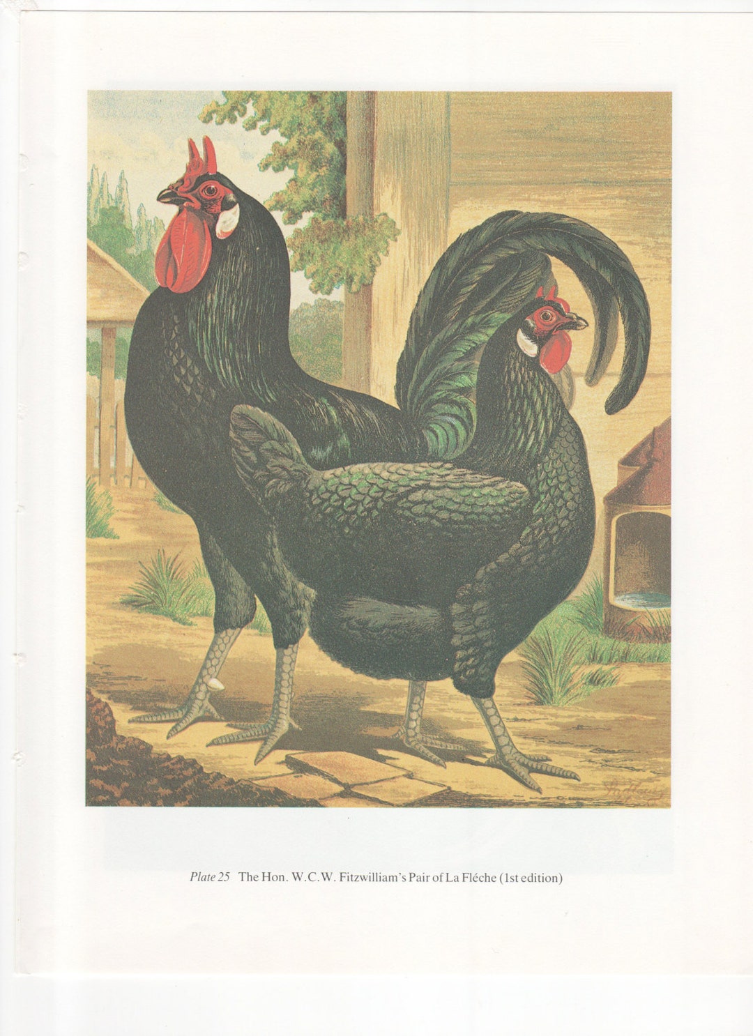 Vintage Poultry Print Chicken Print Bookplate by Ludlow La Fleche ...