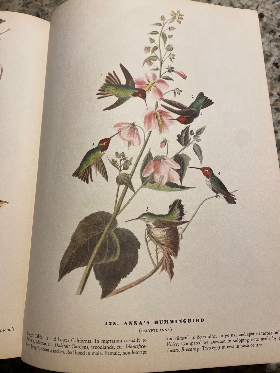 Original Vintage 1941 John James Audubon Birds of America Bookplate ...