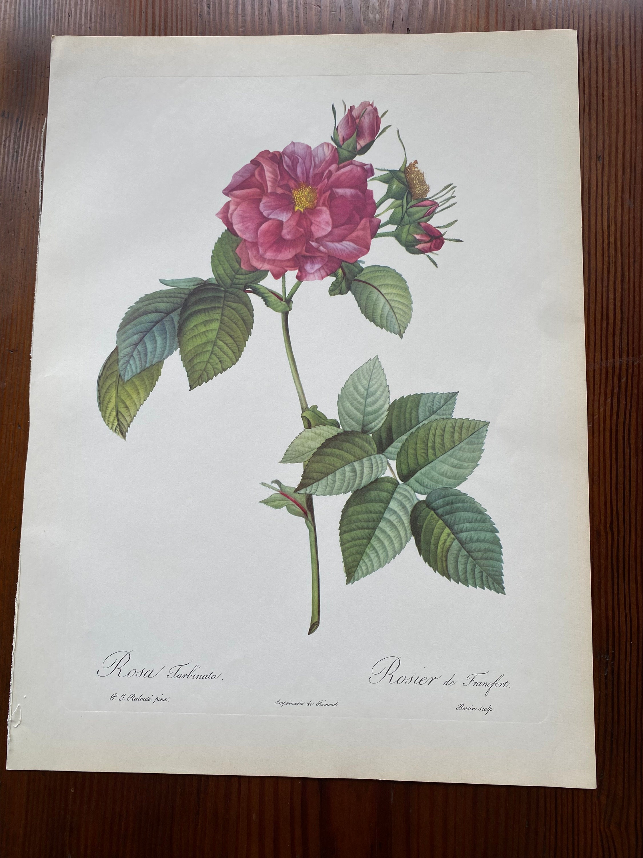 Vintage 1959 Pierre-joseph Redoute' Rose Botanical Print Bookplate ...