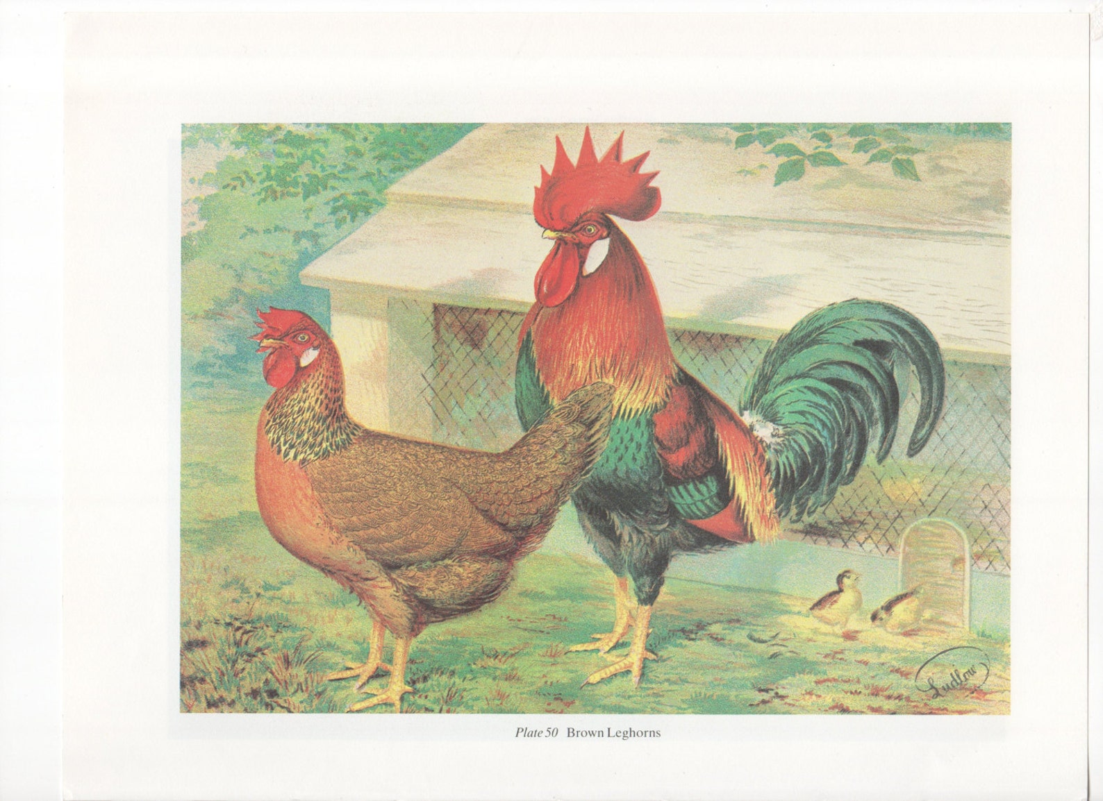 Vintage Poultry Print Chicken Print Bookplate by Ludlow White - Etsy
