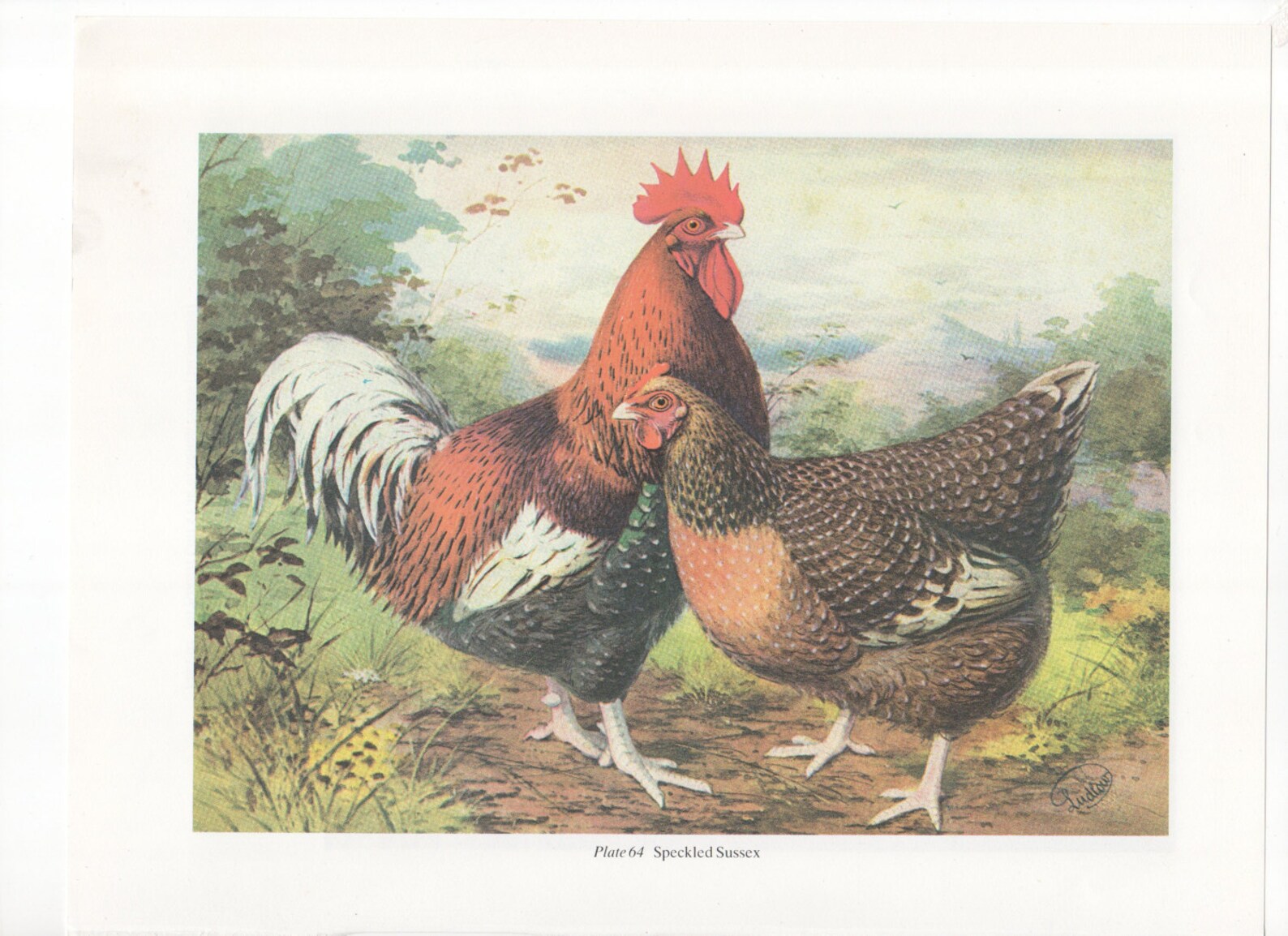 Vintage Poultry Print Chicken Print Bookplate by Ludlow Sultan Fowls ...