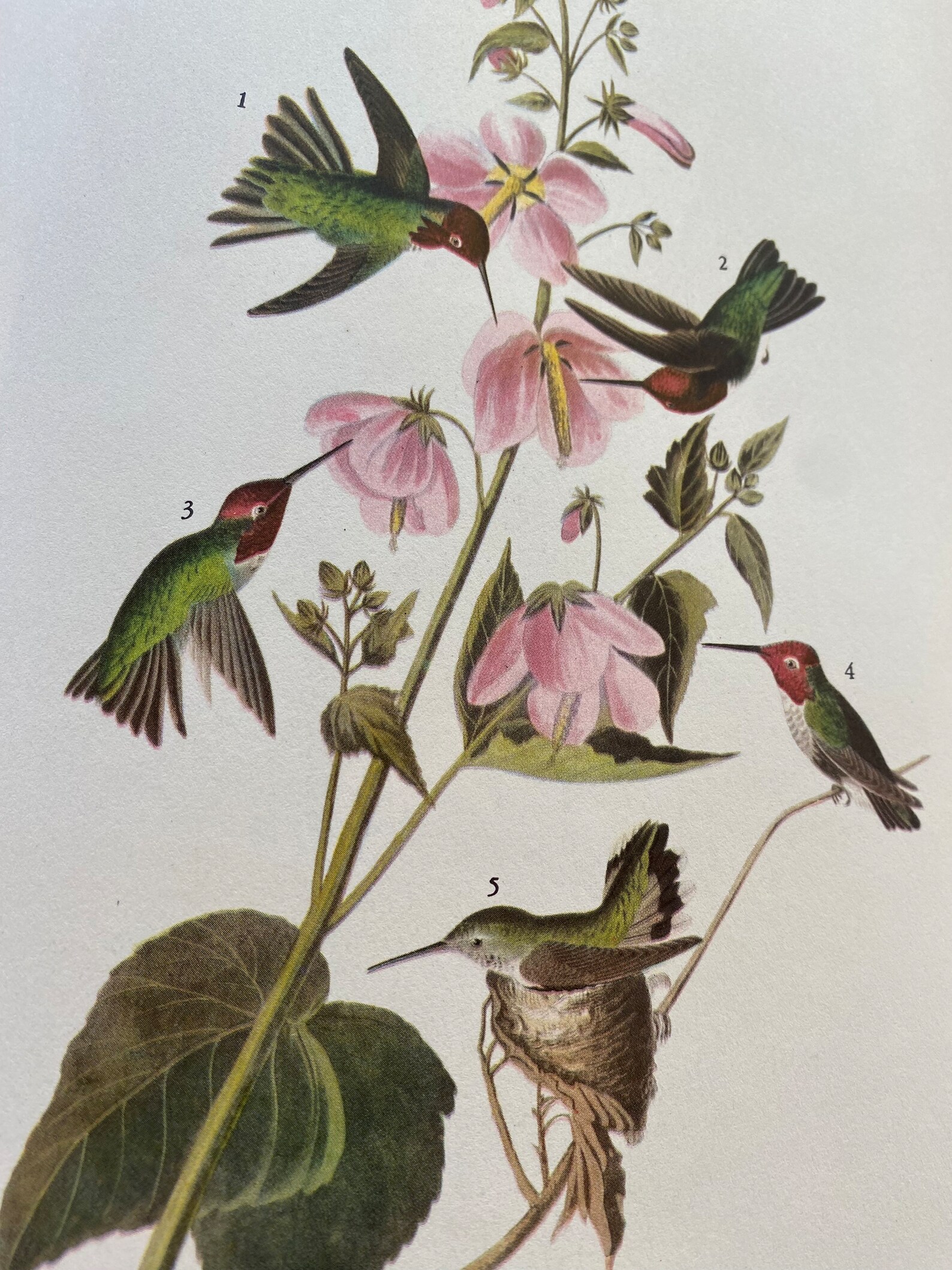 Original Vintage 1941 John James Audubon Birds of America Bookplate ...
