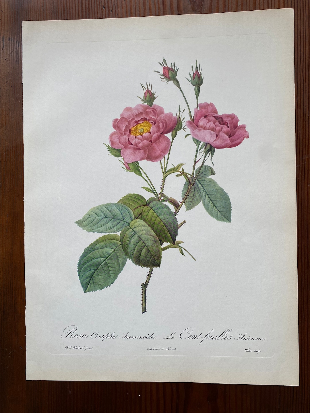 Vintage 1959 Pierre-joseph Redoute' Rose Botanical Print Bookplate ...