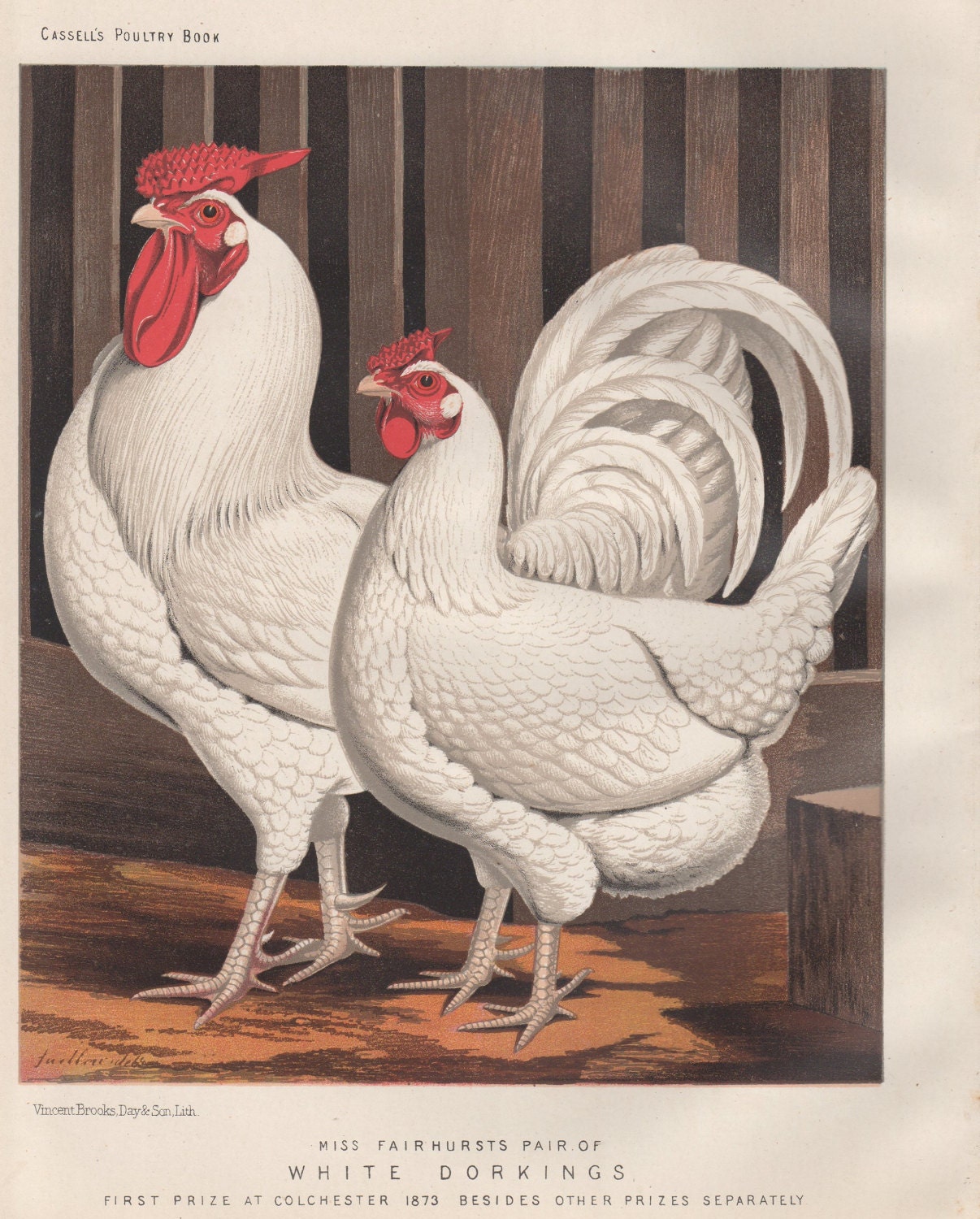 Antique 1890 Poultry Original Print Lithograph Pair of White Dorkings ...