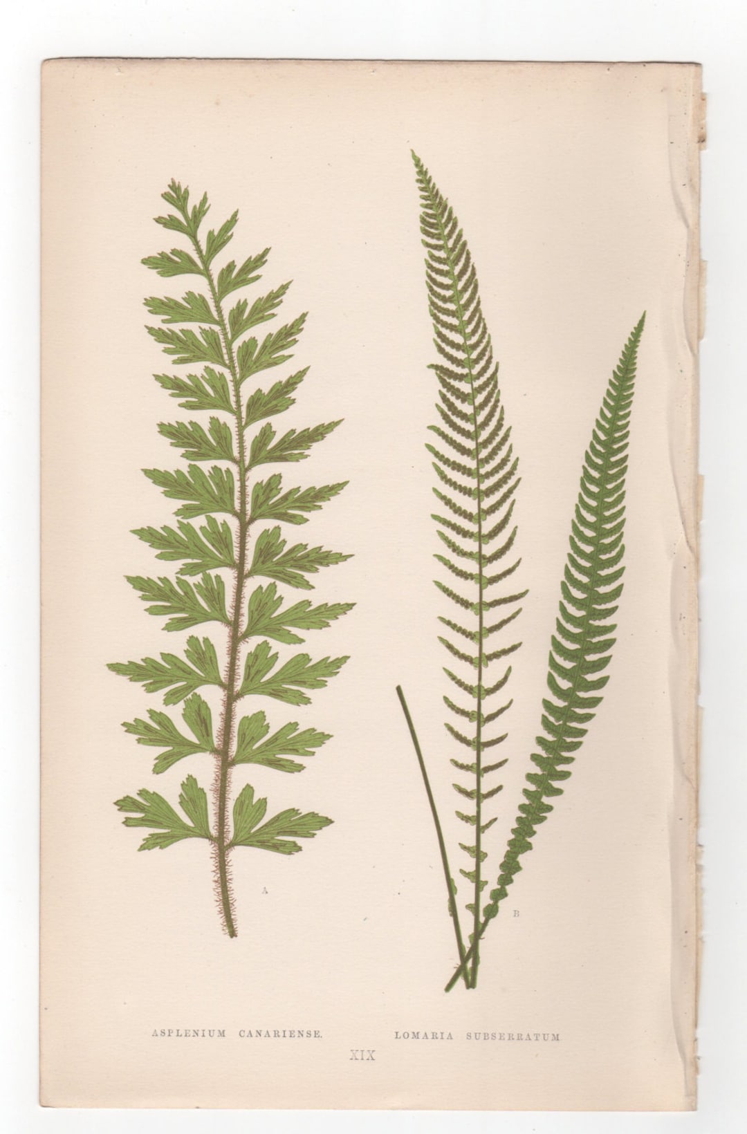 Antique Original Fern Print Plate Bookplate Botanical Lowe's New and ...