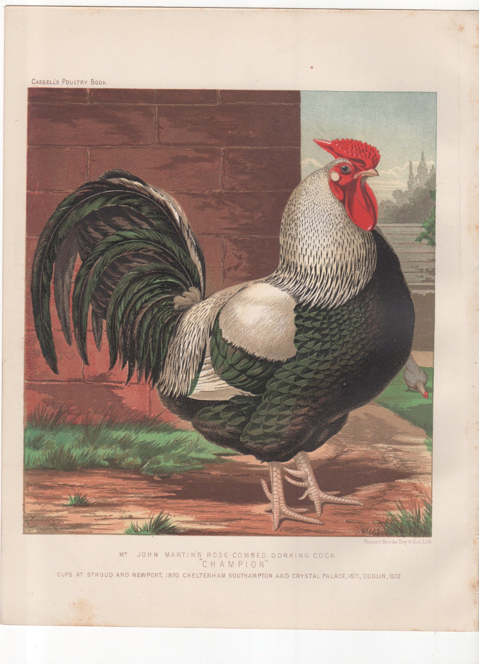Antique 1890 Poultry Original Print Lithograph Rose-combed Dorking Cock ...
