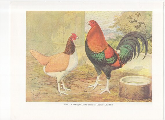 Vintage Poultry Print Chicken Print Bookplate by Ludlow | Etsy