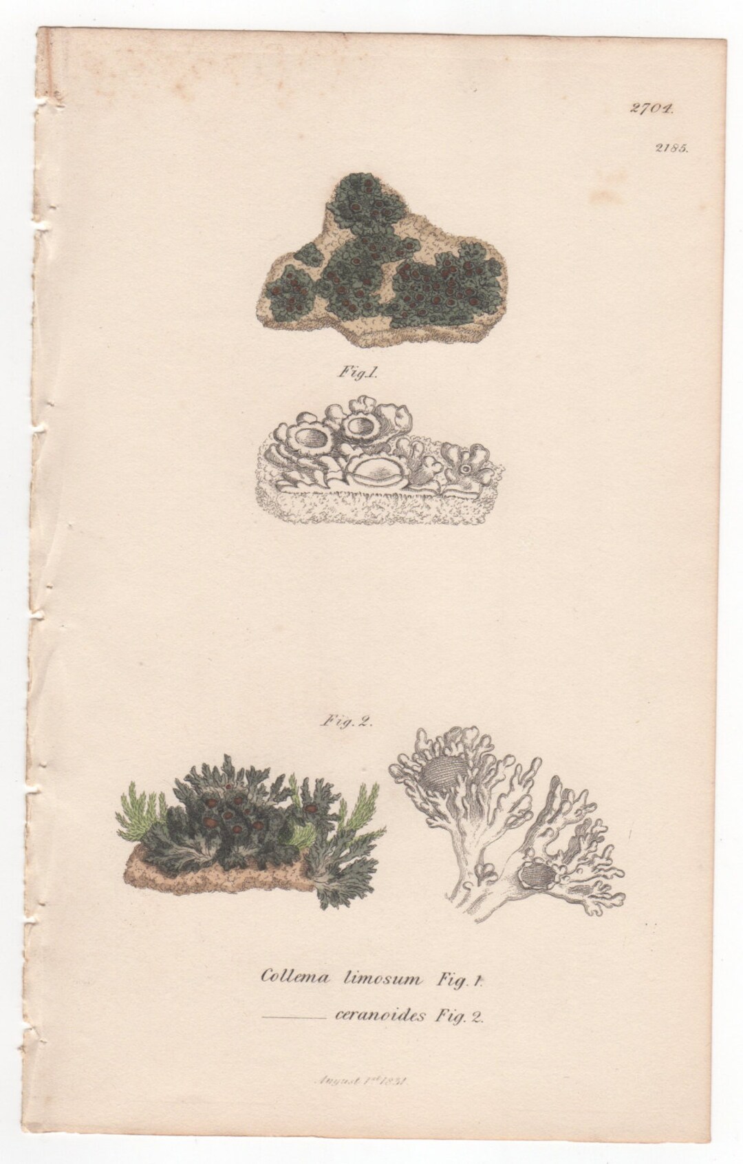 Antique Original 1844 James Sowerby Botanical Print Plate Bookplate ...