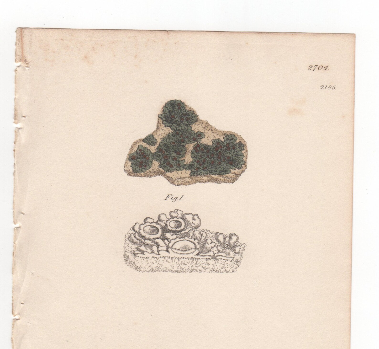 Antique Original 1844 James Sowerby Botanical Print Plate Bookplate ...