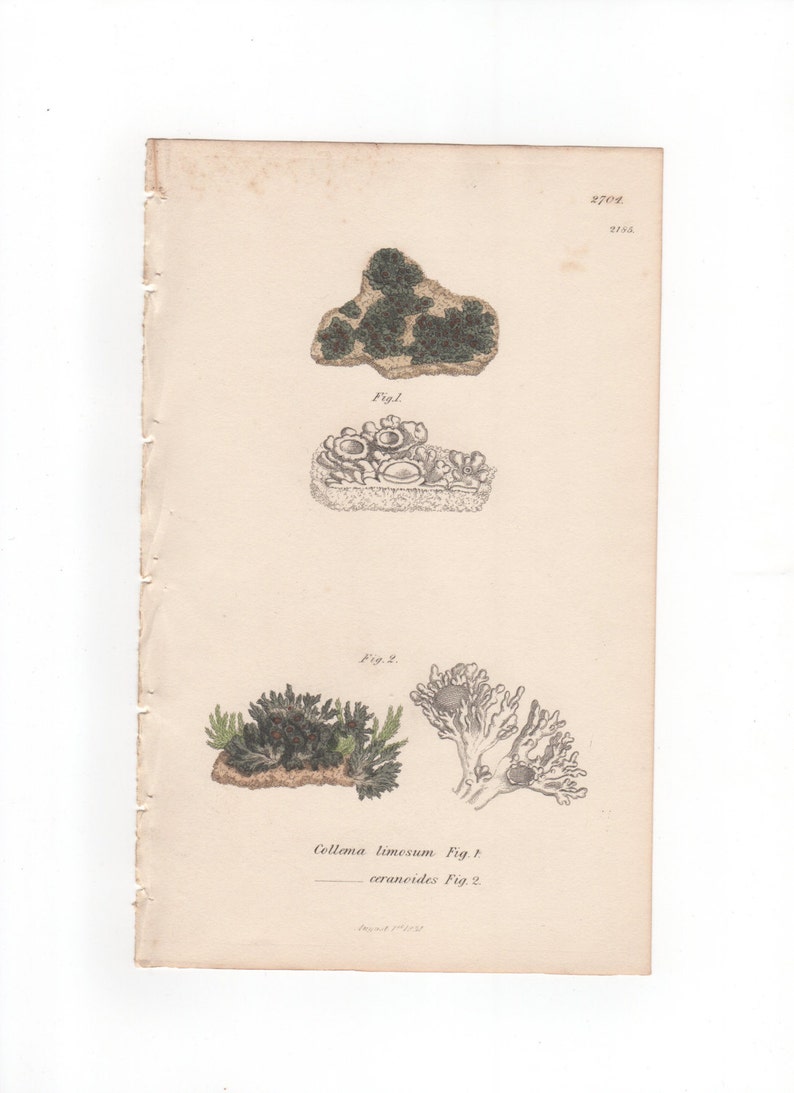 Antique Original 1844 James Sowerby Botanical Print Plate Bookplate ...