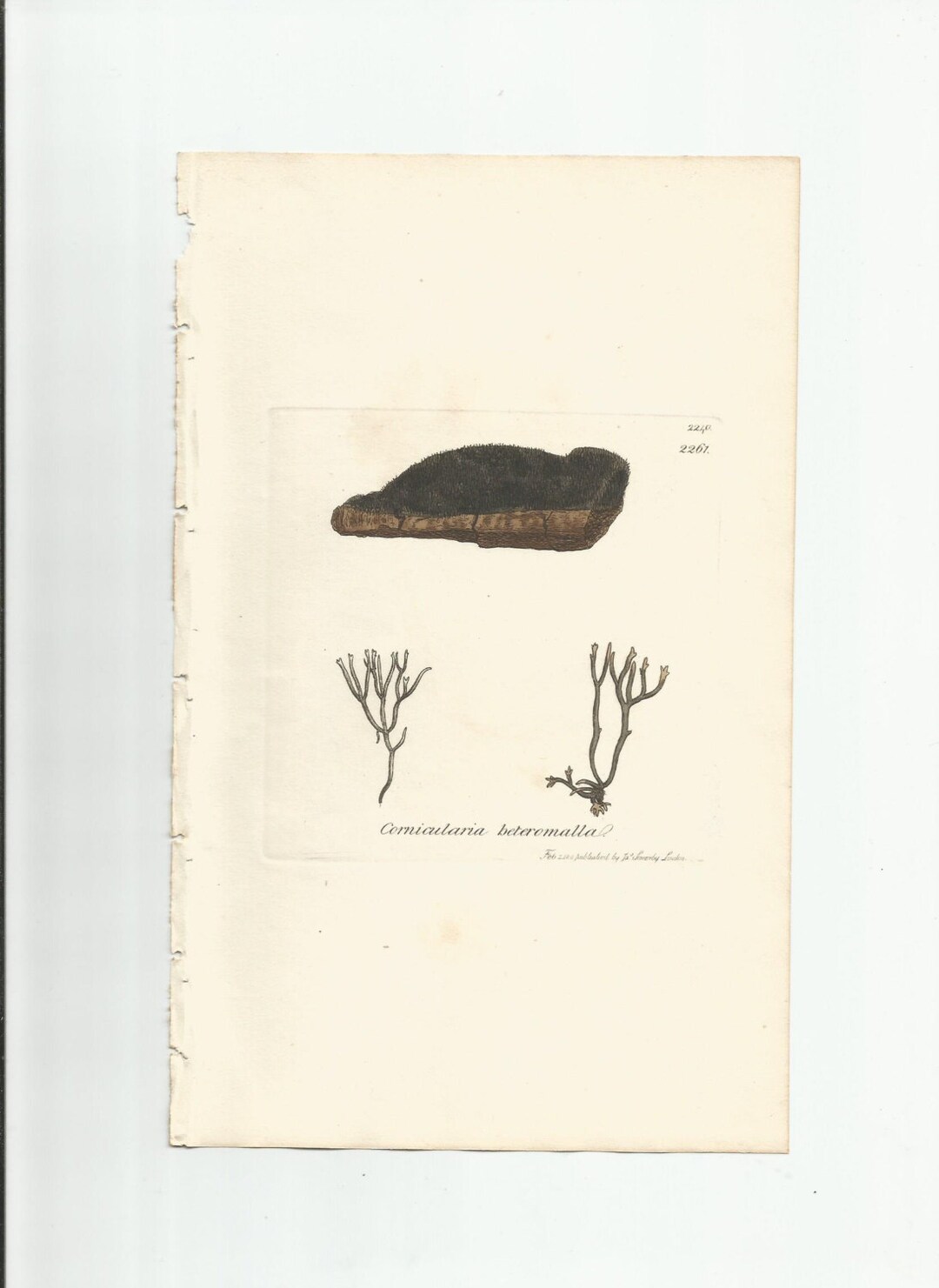 Antique Original 1844 James Sowerby Botanical Print Plate Bookplate ...