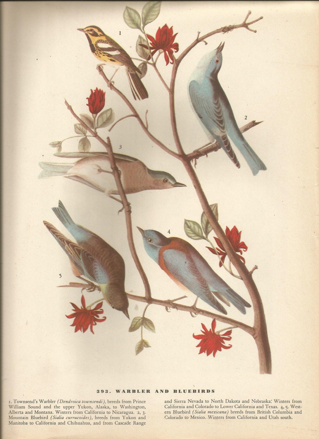 Original Vintage 1937 John James Audubon Birds of America Bookplate ...