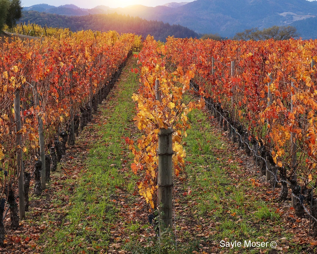 Napa Valley Fall Vineyard 46 Fine Art Photograph, Wall Art, Wine ...