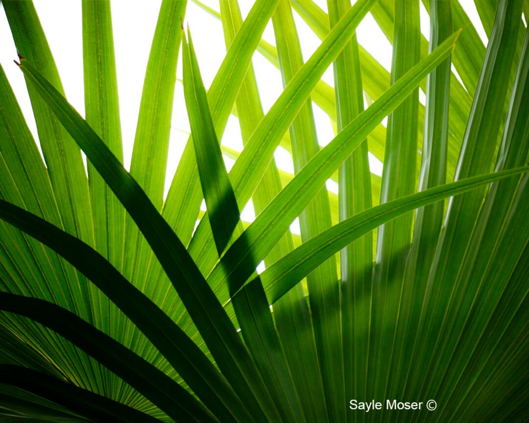 Fan Palm Frond Detail 2 Fine Art Photograph, Wall Art, Nature ...