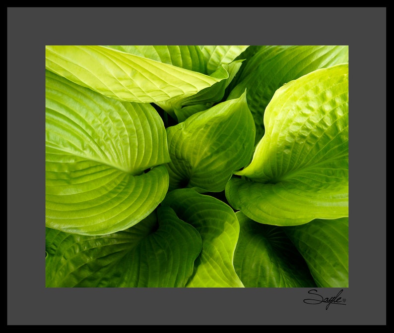 Giant Green Leaf Hosta Fine Art Photograph, Wall Art, Spa Decor ...