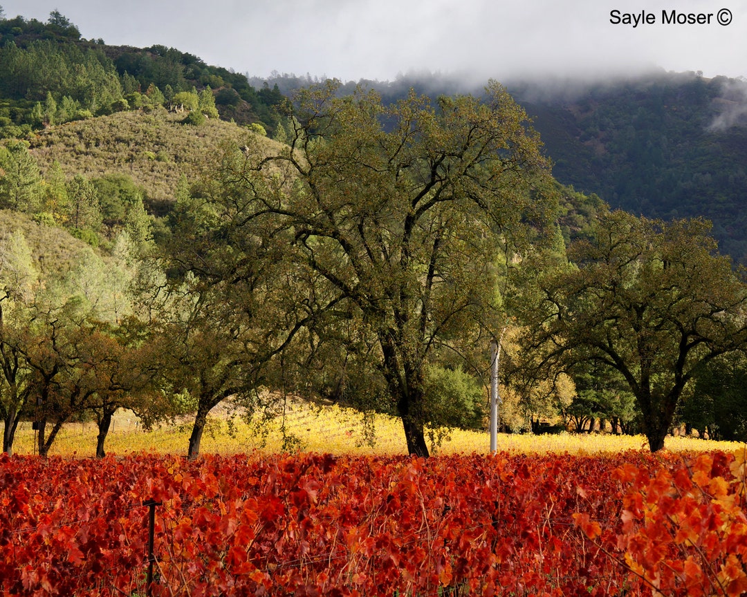 Napa Valley Fall Vineyard 25 Fine Art Photograph, Wall Art, Home Decor ...