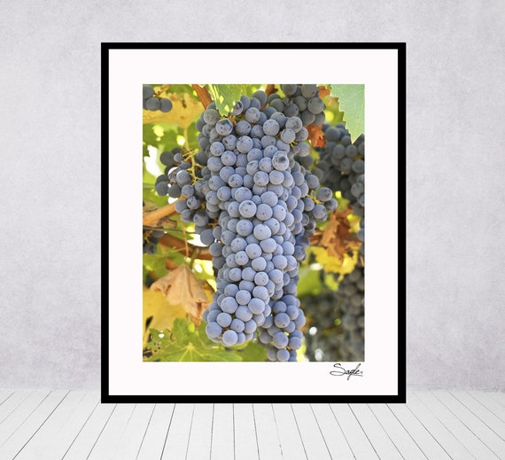 Wine Grapes Fine Art Photograph Wall Art Home Decor Napa | Etsy