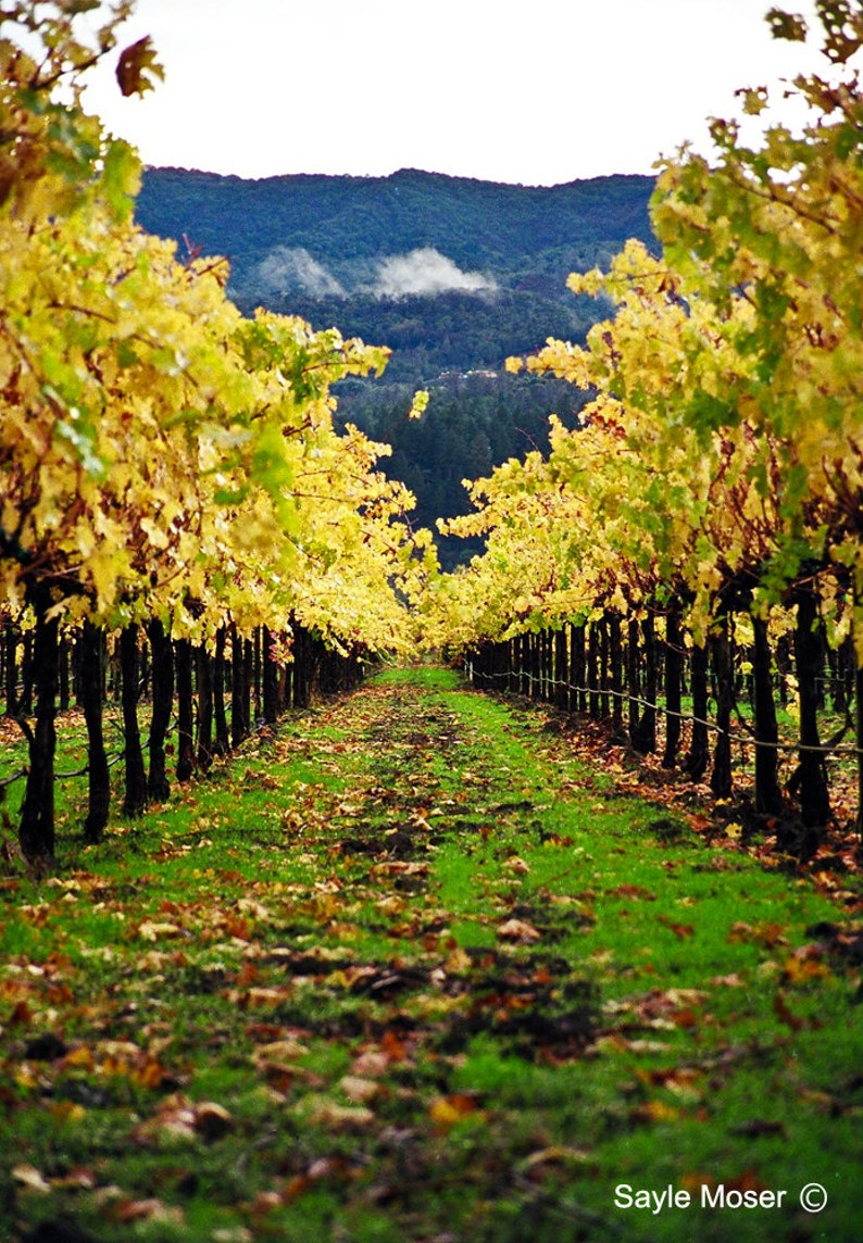 Napa Valley Fall Vineyard 2 Fine Art Photograph, Wall Art, Home Decor ...