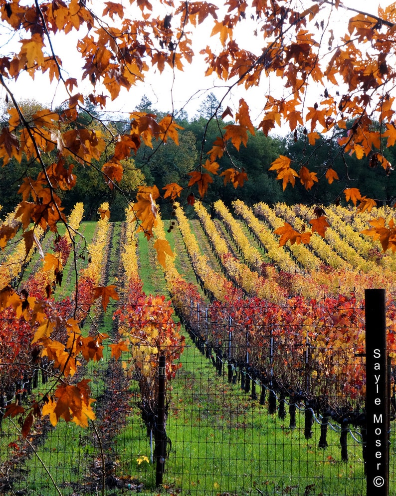 Napa Valley Fall Vineyard 21 Fine Art Photograph Wall Art - Etsy