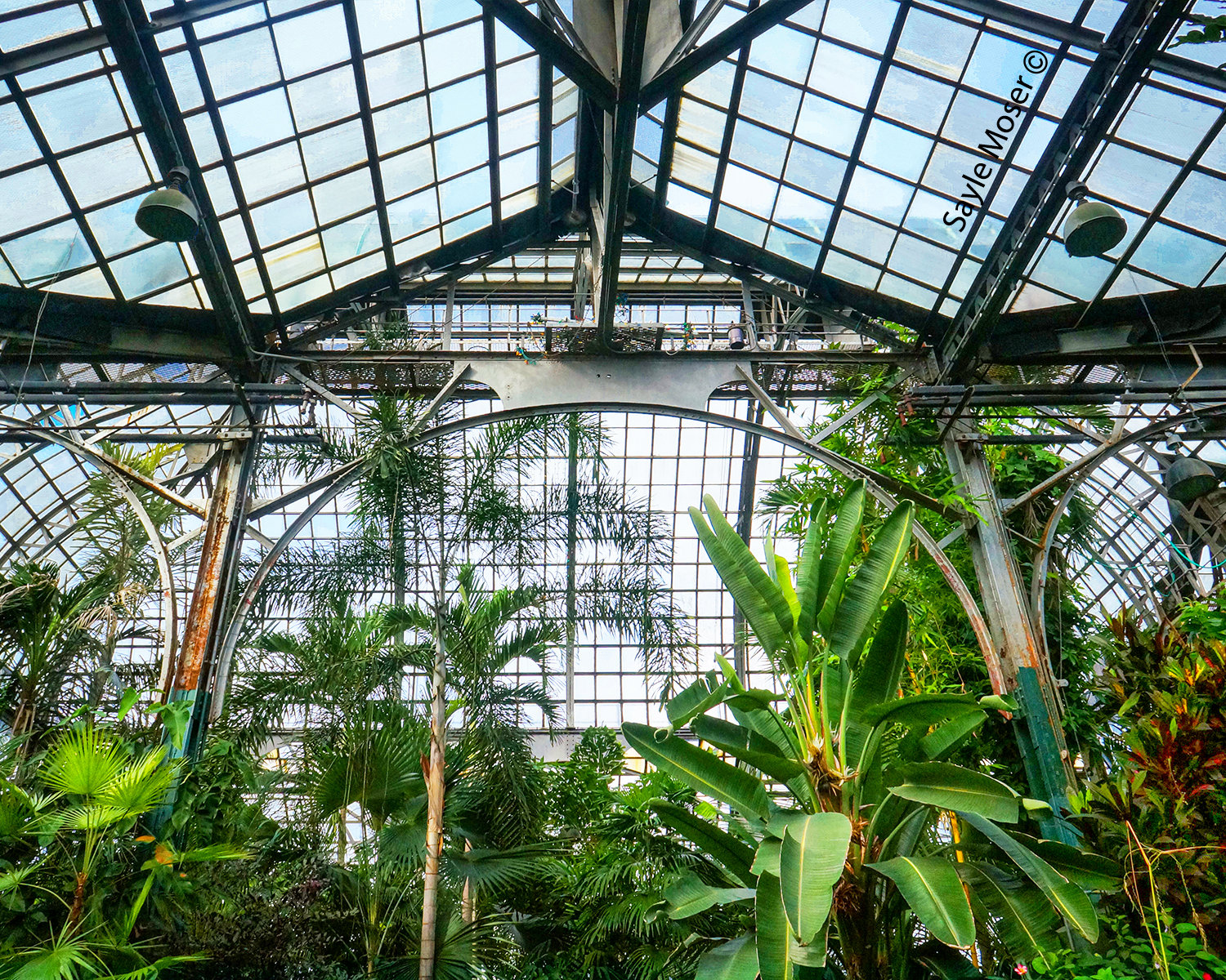 Lincoln Park Conservatory 2 Fine Art Photograph, Wall Art, Lincoln Park ...