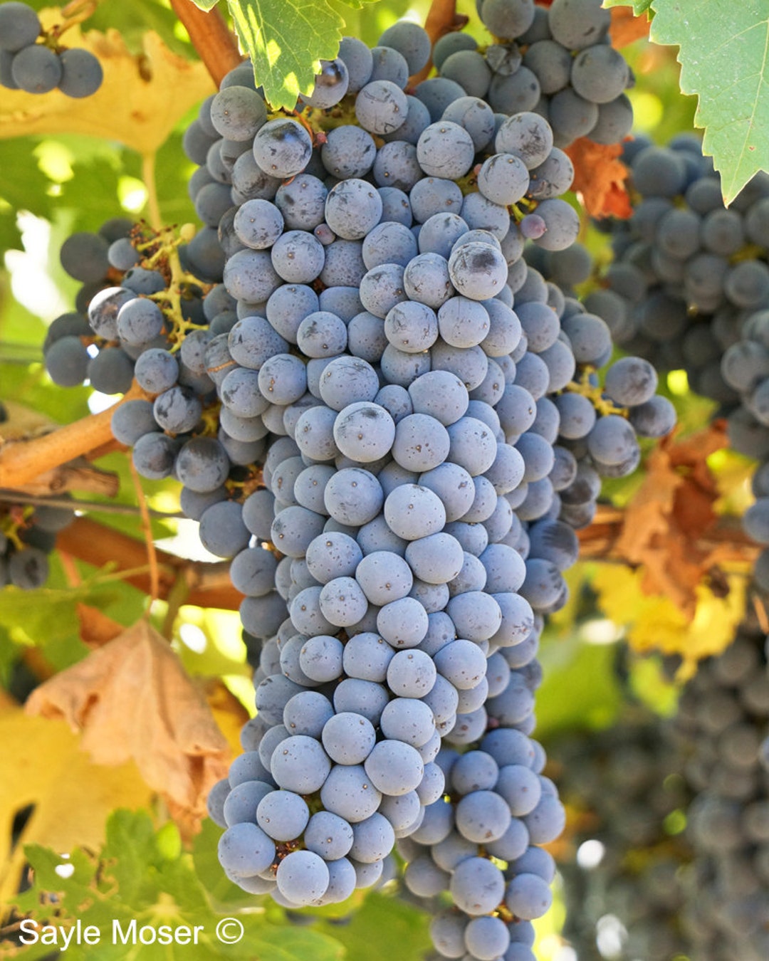 Wine Grapes Fine Art Photograph, Wall Art, Home Decor, Napa Valley ...