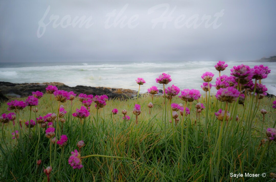 Yachats Ocean Flowers Fine Art Photograph, Wall Art, Room Decor ...