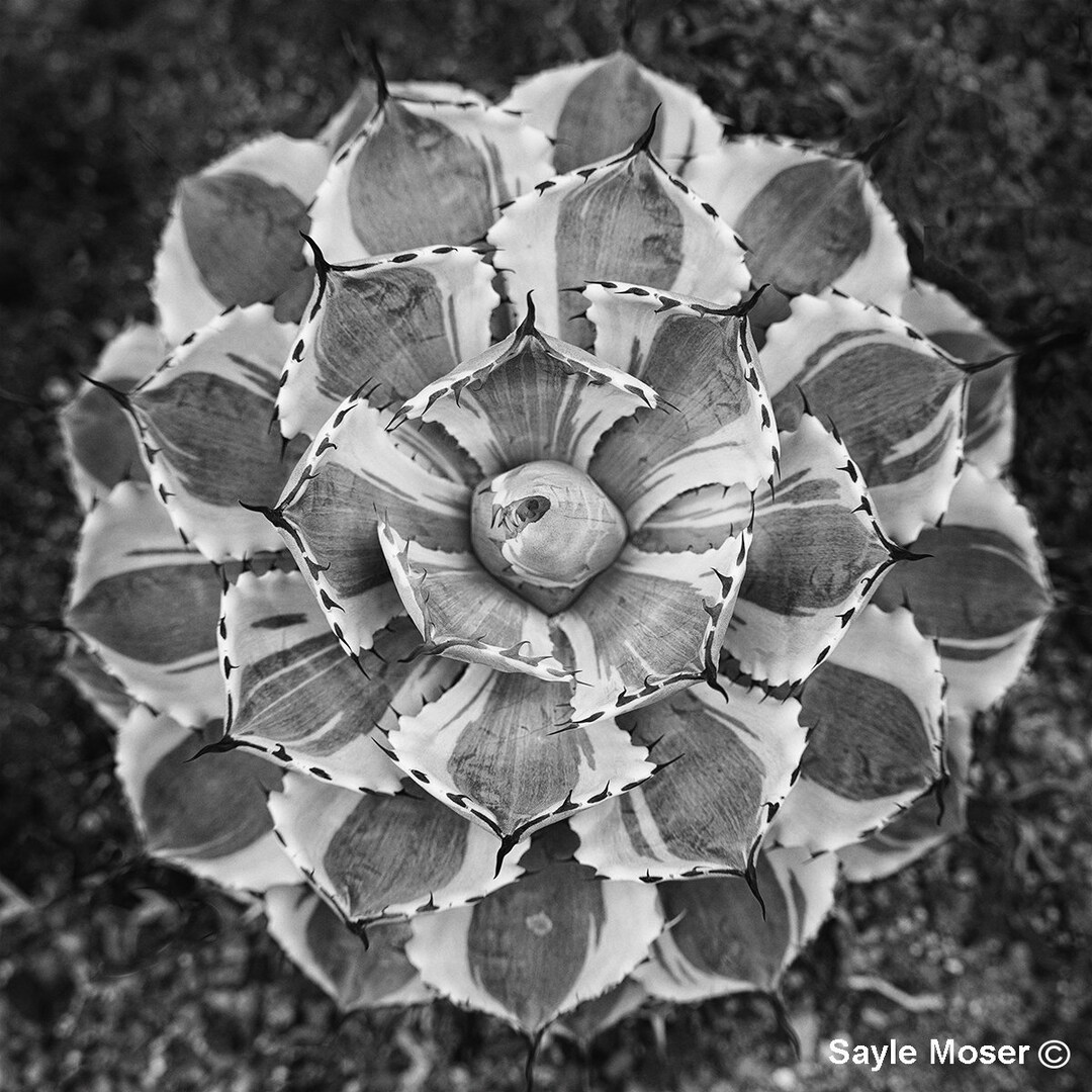 Agave Succulent Fine Art Photograph, Wall Art, Nature Photography ...