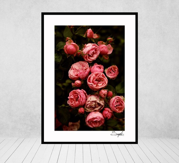 Roses 6 Fine Art Photograph Wall Art Flower Image Photo - Etsy