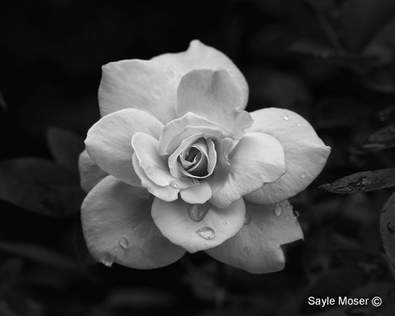 Rose 7 Fine Art Photograph Gallery Wall Art Flower Print - Etsy