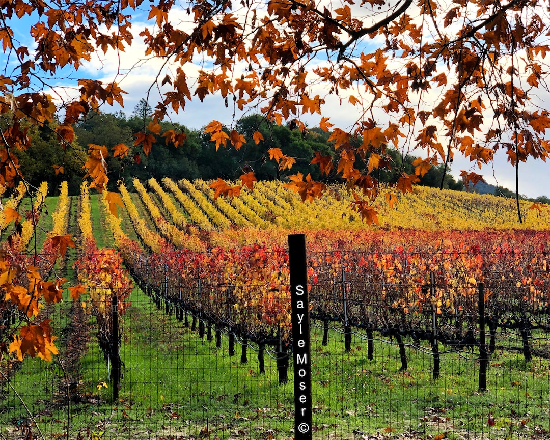 Napa Valley Fall Vineyard 22 Fine Art Photograph, Wall Art, Home Decor ...