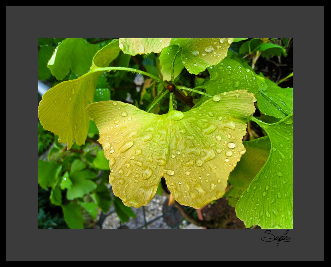 Ginkgo Biloba Tree Leaf Fine Art Photograph, Wall Art, Room Decor ...