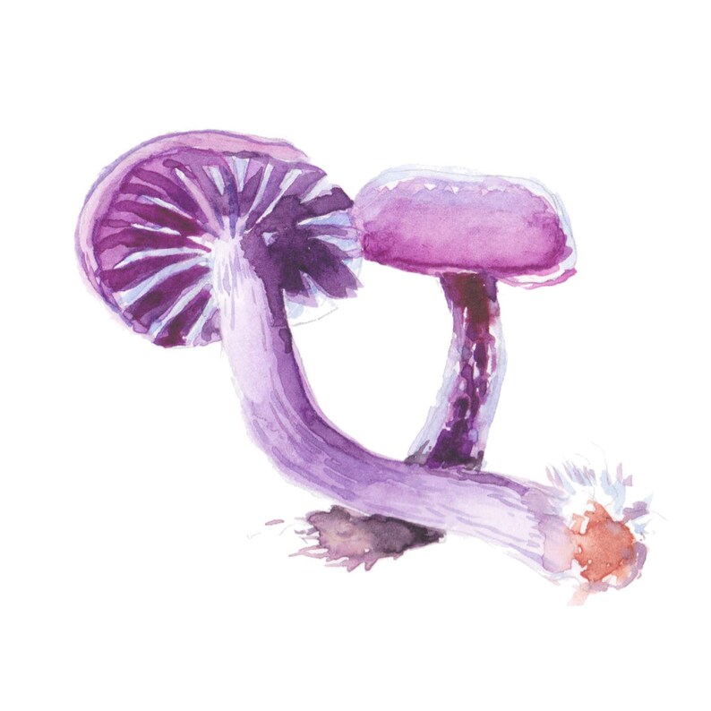 Amethyst Deceiver Mushroom 6x6" Print - Etsy