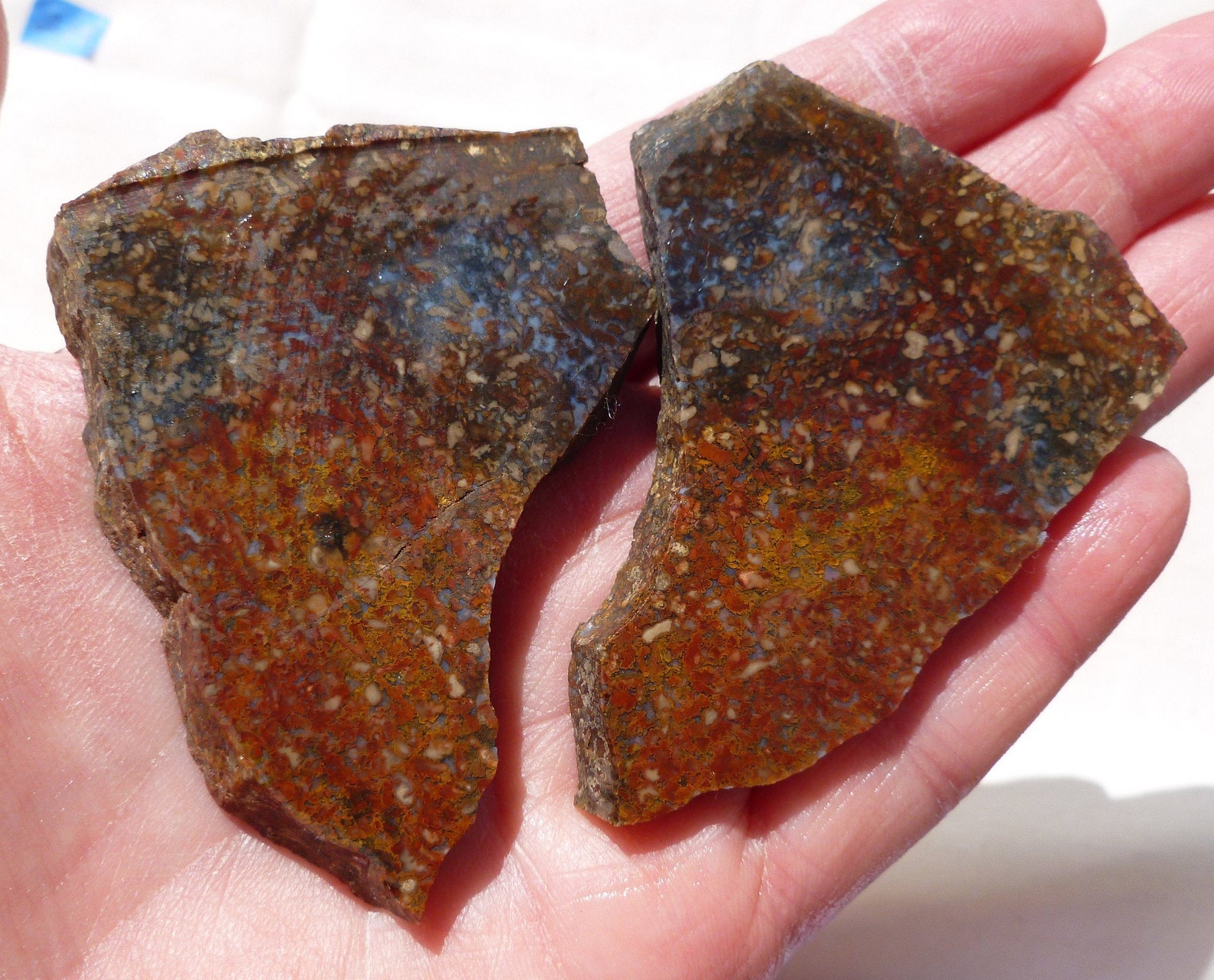 2 Slabs Petrified Algae Tri-color~~mohave Desert California Rock Slab ...