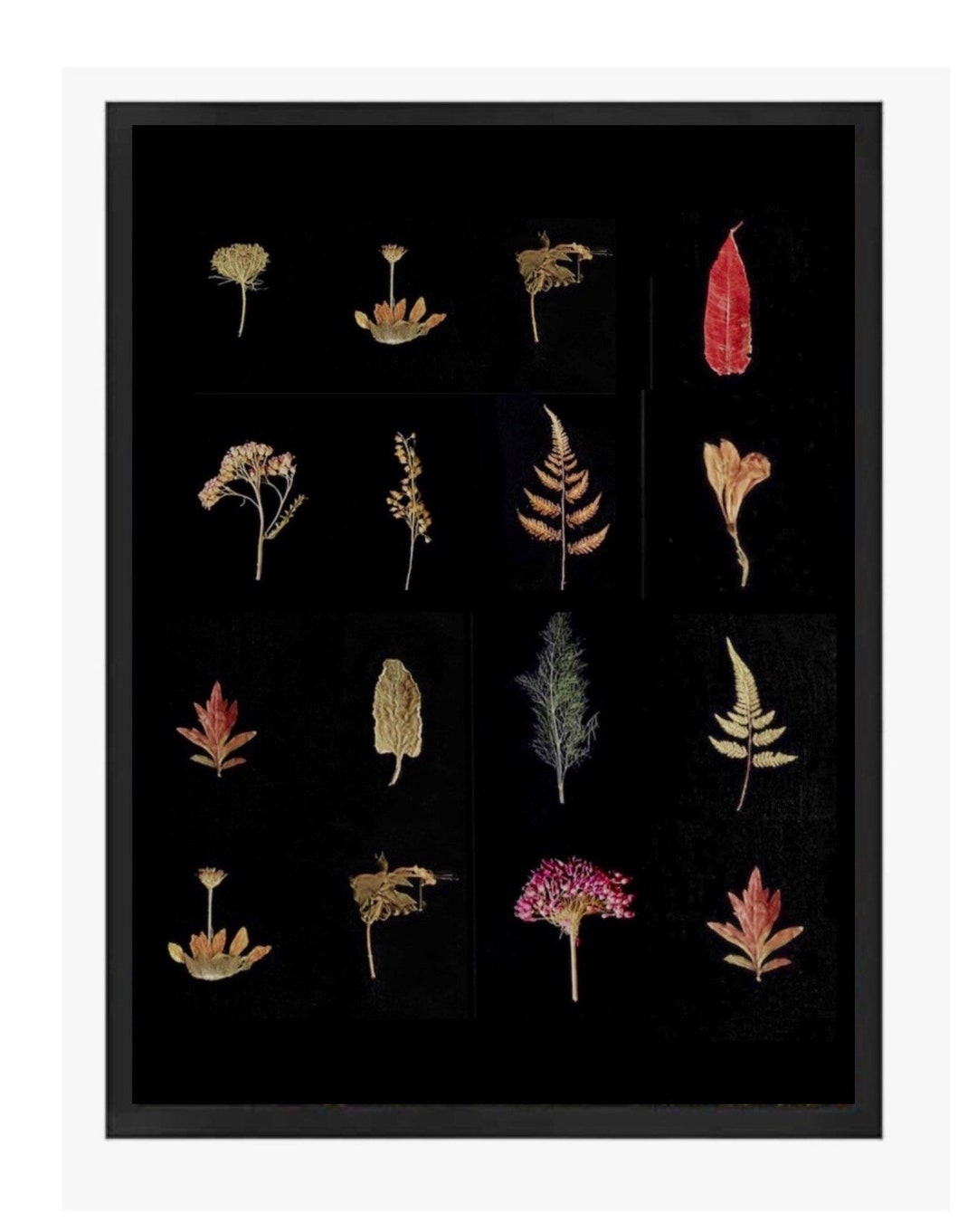 FRAMED 18” X 24” PAIR Live Botanical Specimen - Etsy