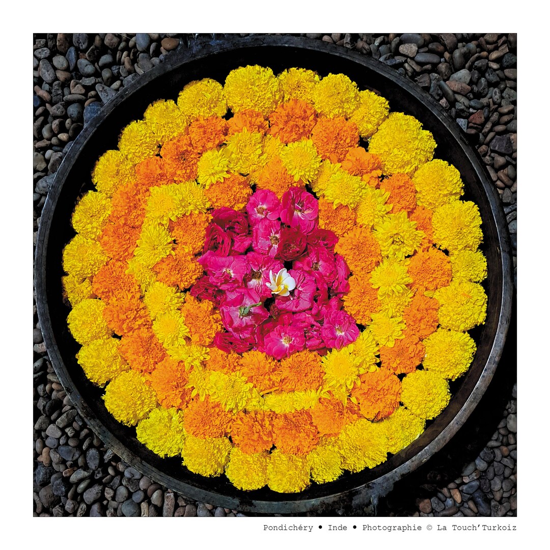 Postcard poo Kolam Flowers Pondicherry, India Photography ©la Touch ...