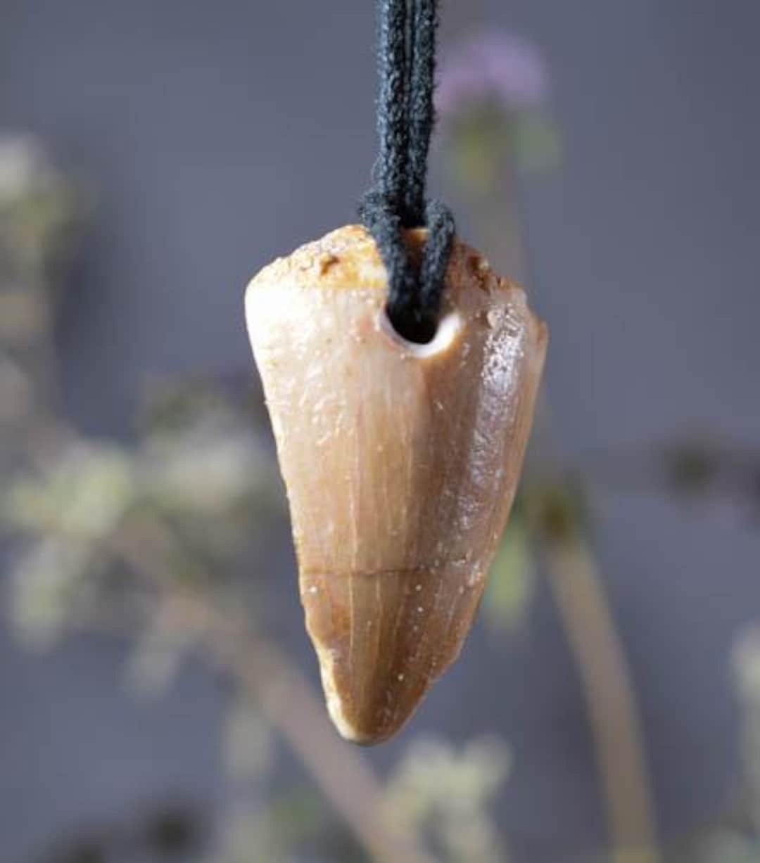Dinosaur Fossil Tooth Pendant Mosasaurus Tooth Pendant Fossil Tooth ...