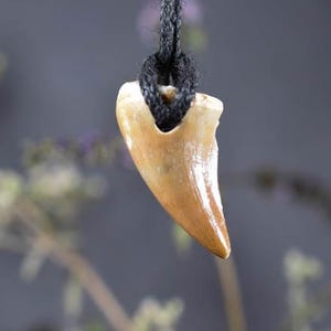 Dinosaur Fossil Tooth Pendant Mosasaurus Tooth Pendant Fossil Tooth ...