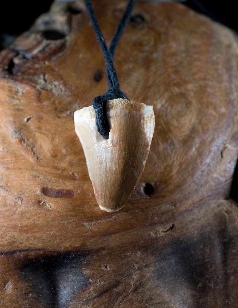 Dinosaur Fossil Tooth Pendant Mosasaur Tooth Pendant Fossil | Etsy