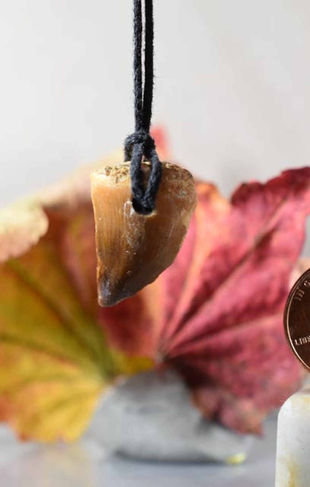 Dinosaur Fossil Tooth Pendant Mosasaur Tooth Pendant Fossil Tooth ...