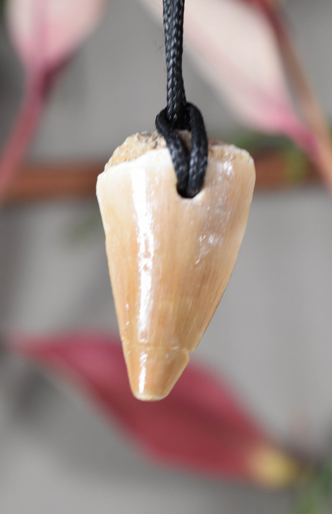 Dinosaur Fossil Tooth Pendant Mosasaur Tooth Pendant Fossil Tooth ...