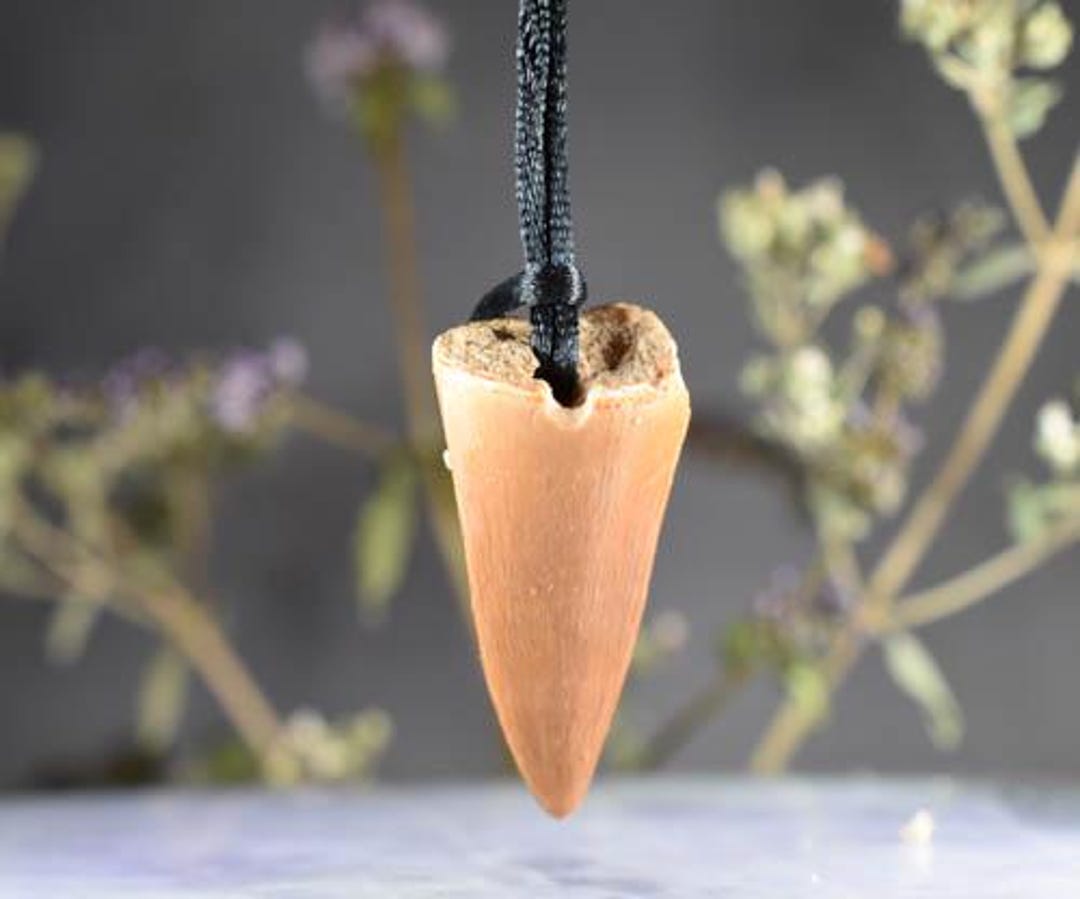 Dinosaur Fossil Tooth Pendant Mosasaur Tooth Pendant Fossil Tooth ...